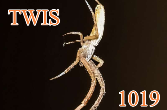18 June, 2025 – Episode 1019 – Arach-did-you-know??